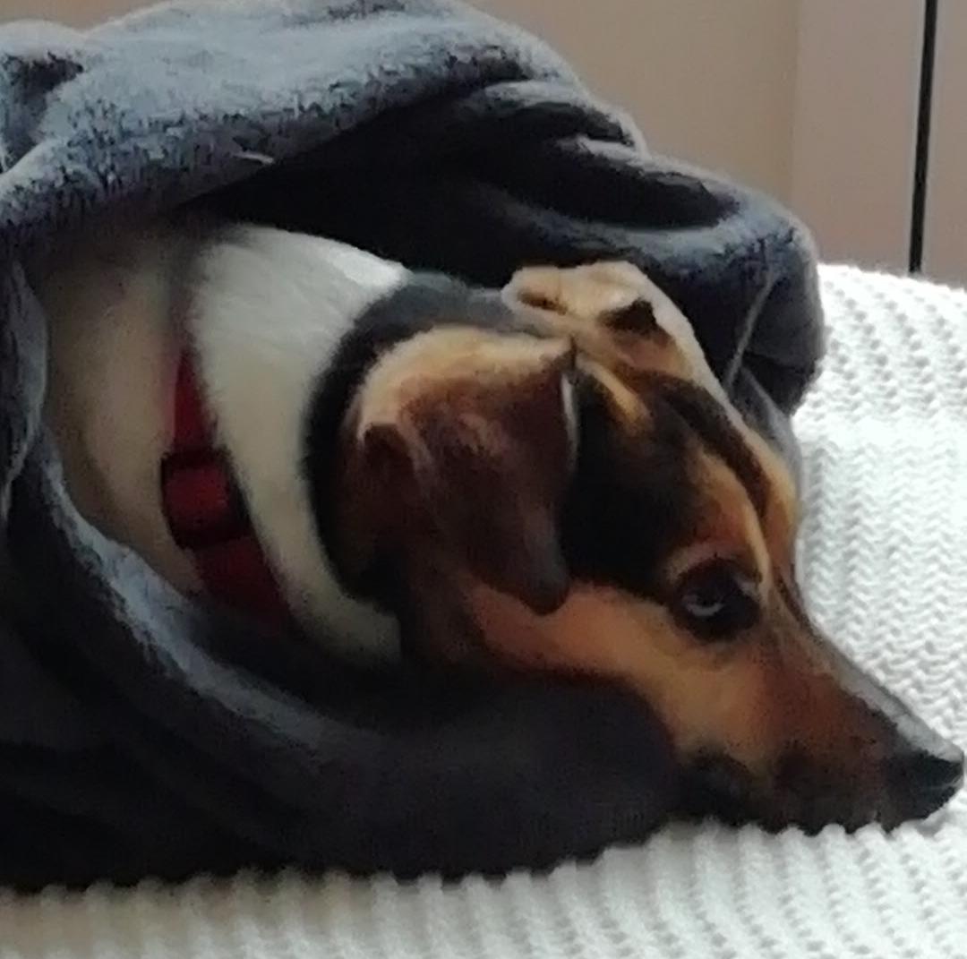 Buzzy Paws – Take a break with Buzzy Paws